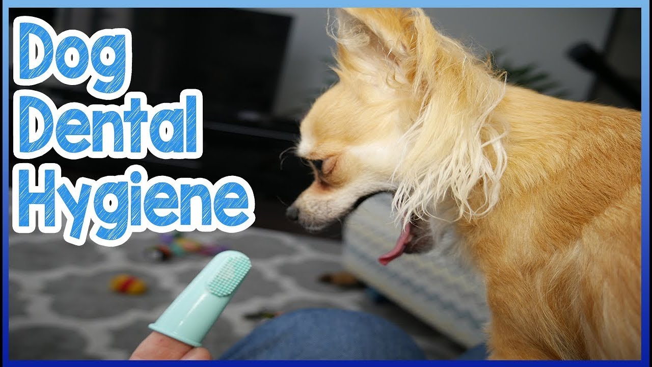 Introduction to Poodles Dog Breed - Bindi Paws